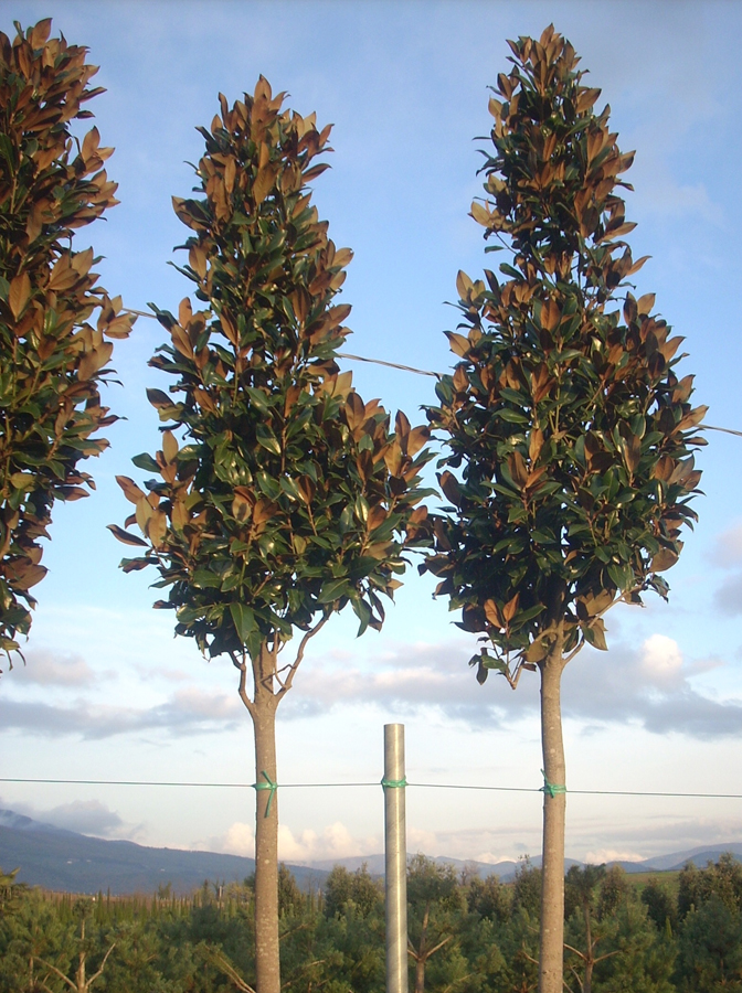 Magnolia Grandiflora | Orchard Nurseries